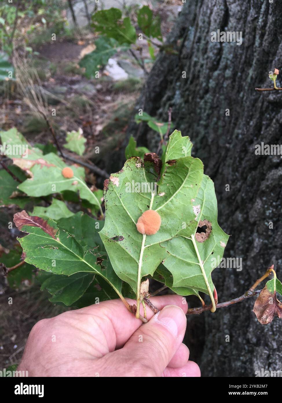 Woolly Oak Gall Wasp (Callirhytis lanata Stock Photo - Alamy
