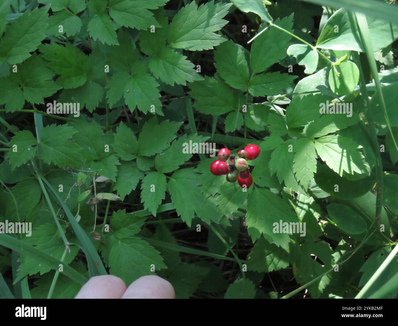 red baneberry (Actaea rubra Stock Photo - Alamy