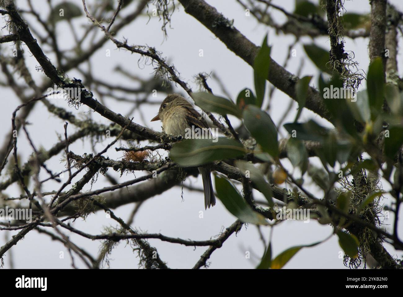 Western Flycatcher (Empidonax difficilis Stock Photo - Alamy