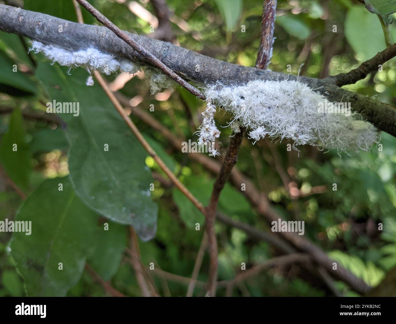 Woolly Alder Aphid (Prociphilus tessellatus Stock Photo - Alamy