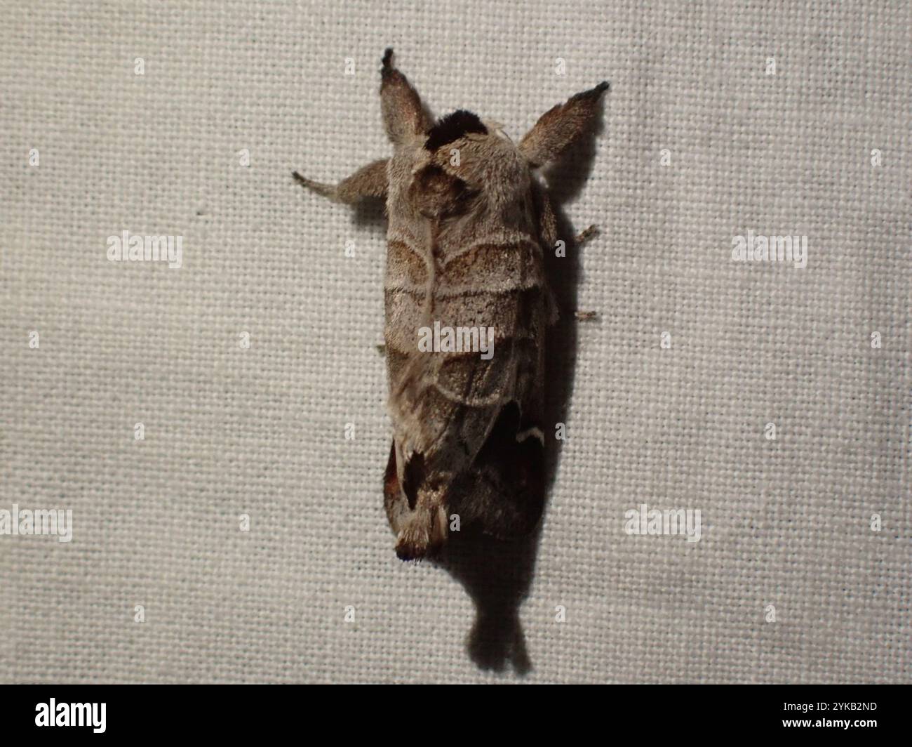 Sigmoid Prominent (Clostera albosigma Stock Photo - Alamy