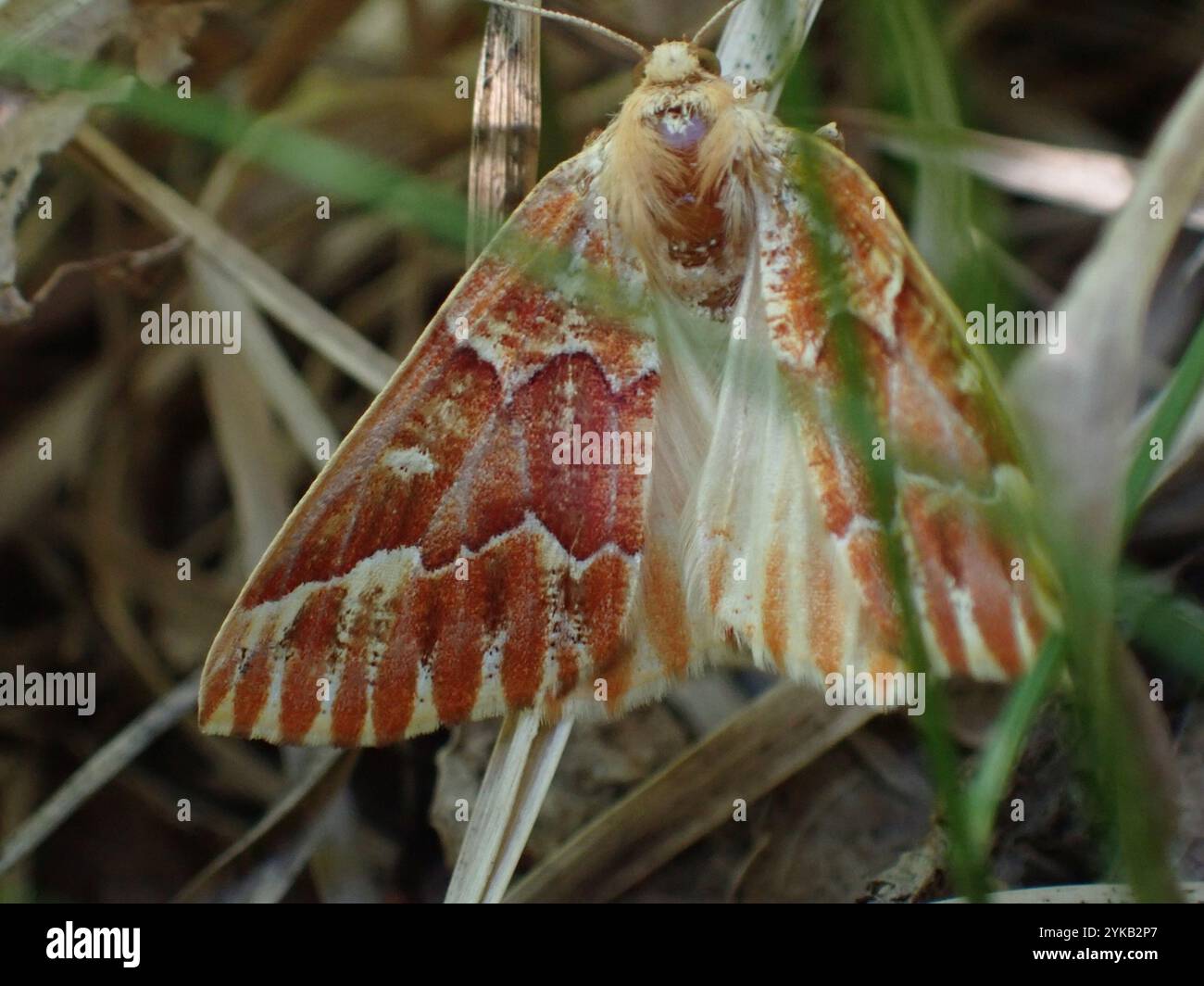 Western Conifer Looper (Caripeta aequaliaria Stock Photo - Alamy