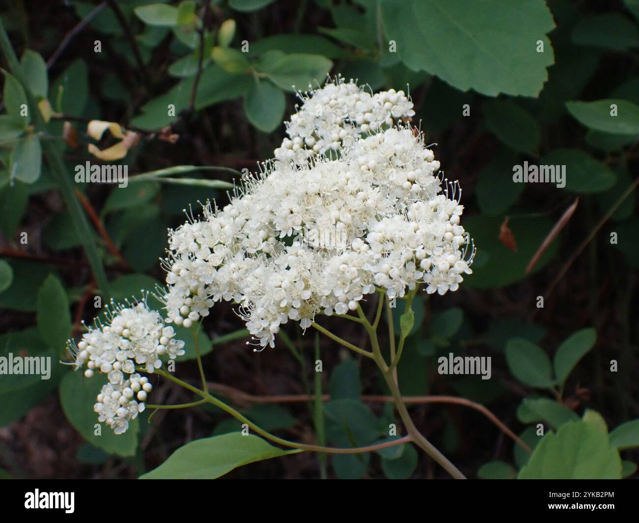 Shinyleaf Meadowsweet (Spiraea lucida Stock Photo - Alamy