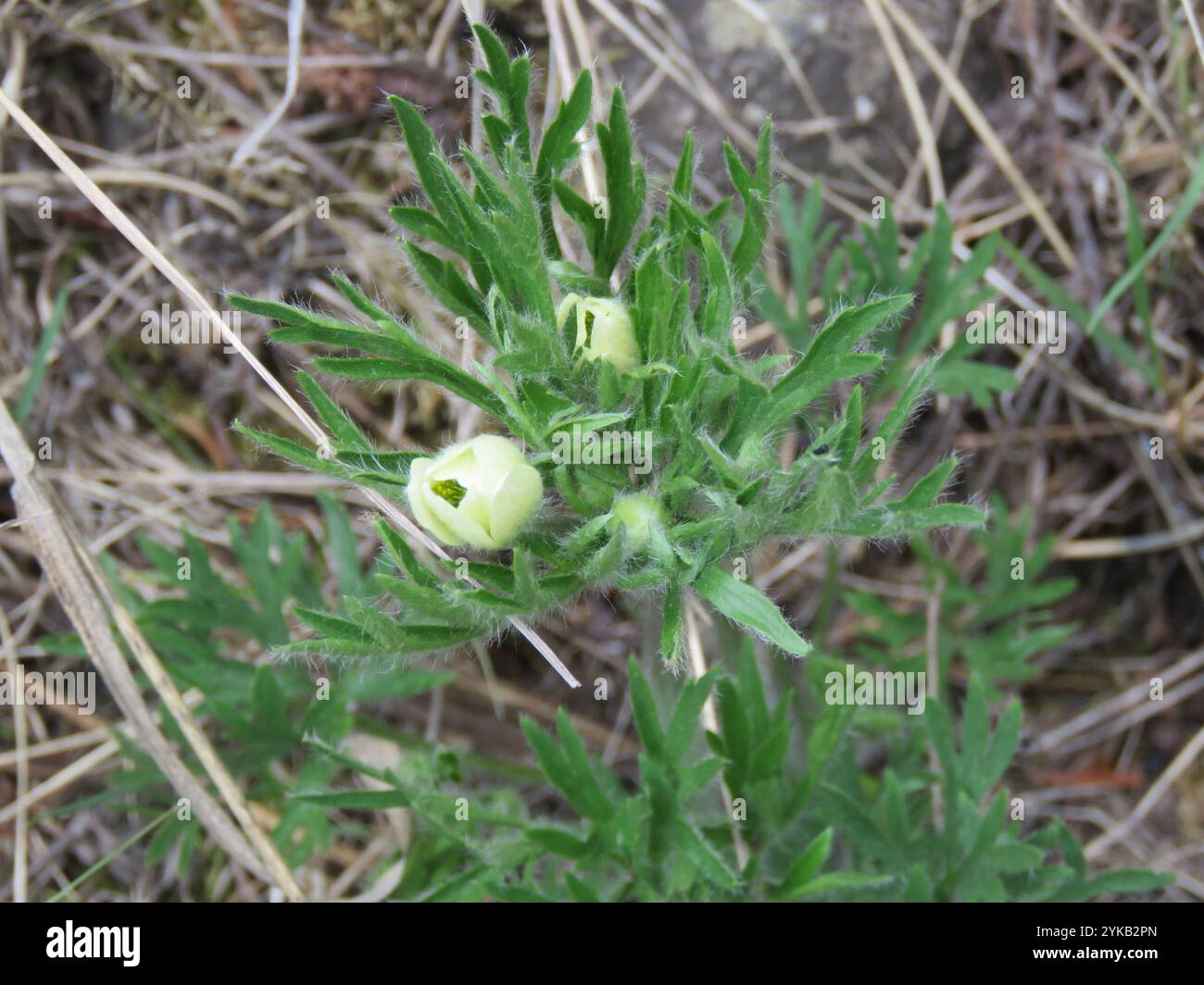 Cutleaf Anemone (Anemone multifida Stock Photo - Alamy