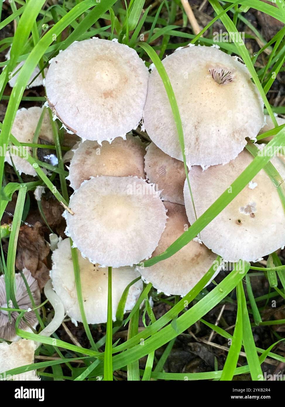 Pale Brittlestem (Candolleomyces candolleanus Stock Photo - Alamy