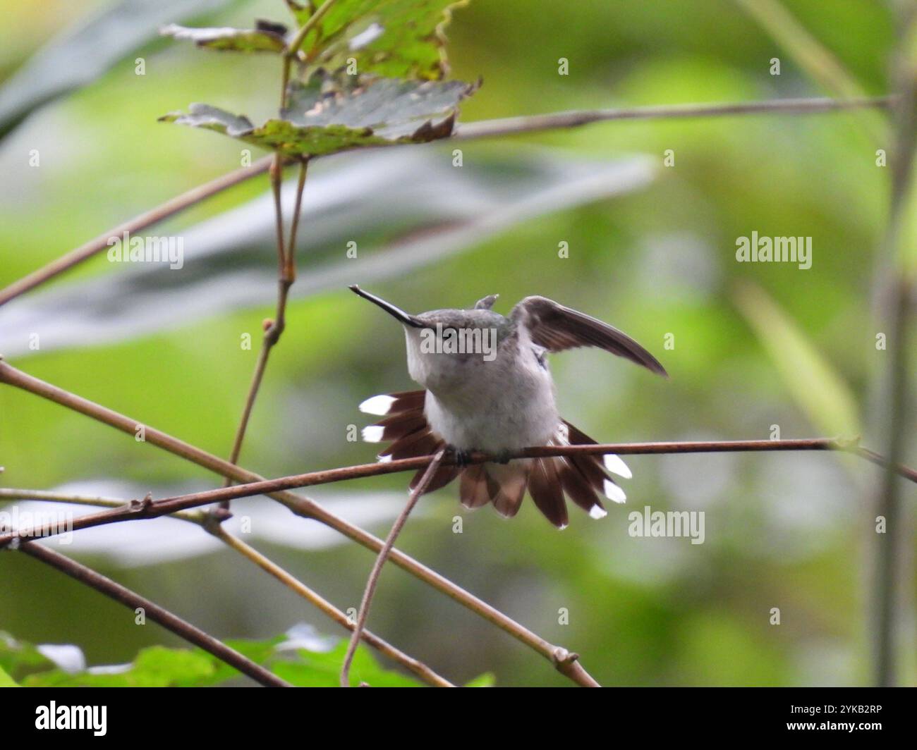 Ruby-throated Hummingbird (Archilochus colubris Stock Photo - Alamy
