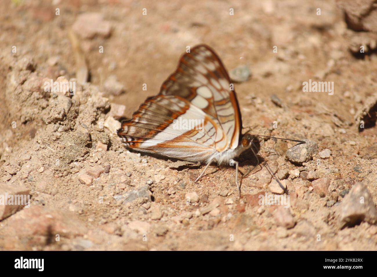 Alala sister (Adelpha alala Stock Photo - Alamy