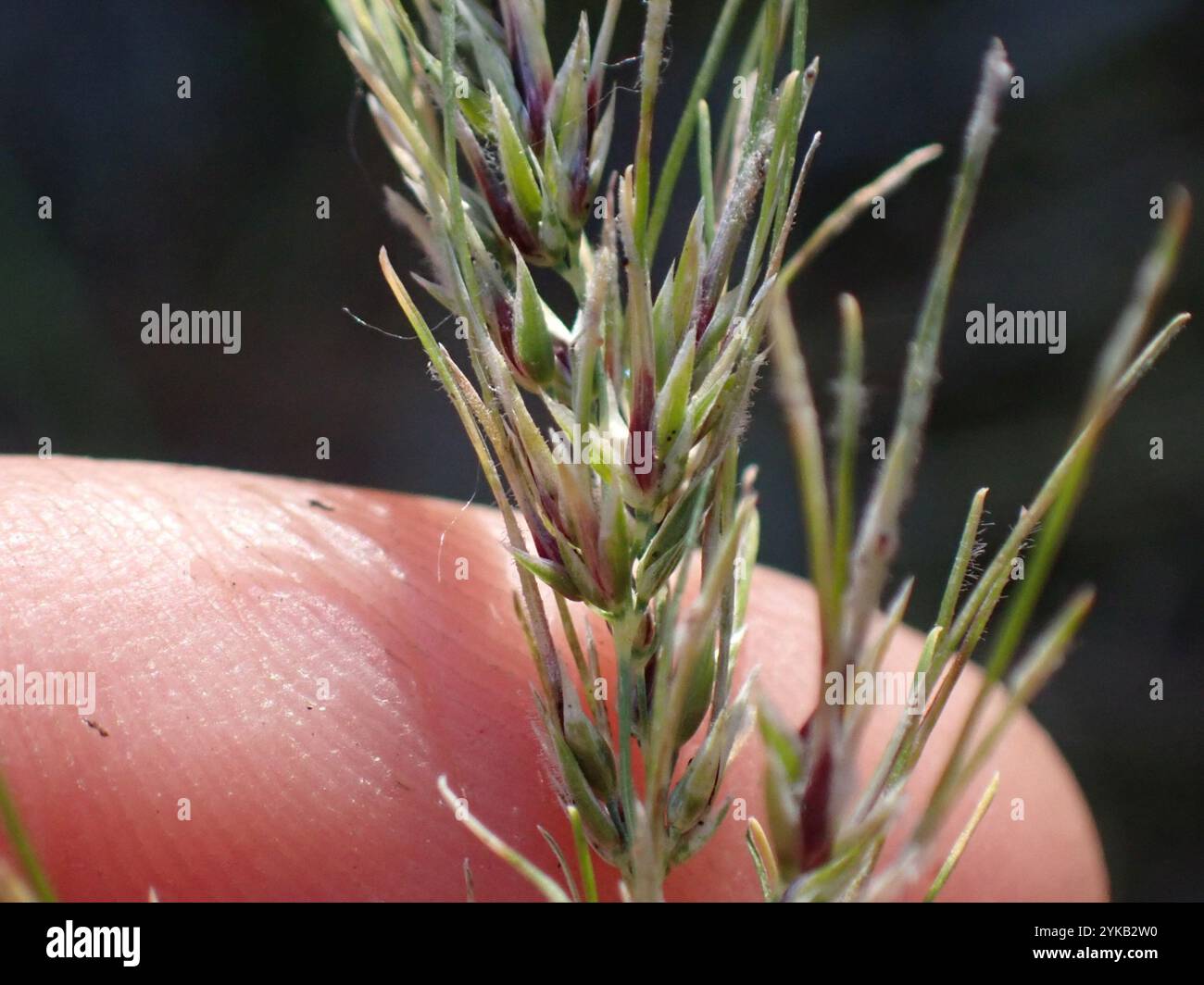 Bulbous Bluegrass (Poa bulbosa Stock Photo - Alamy