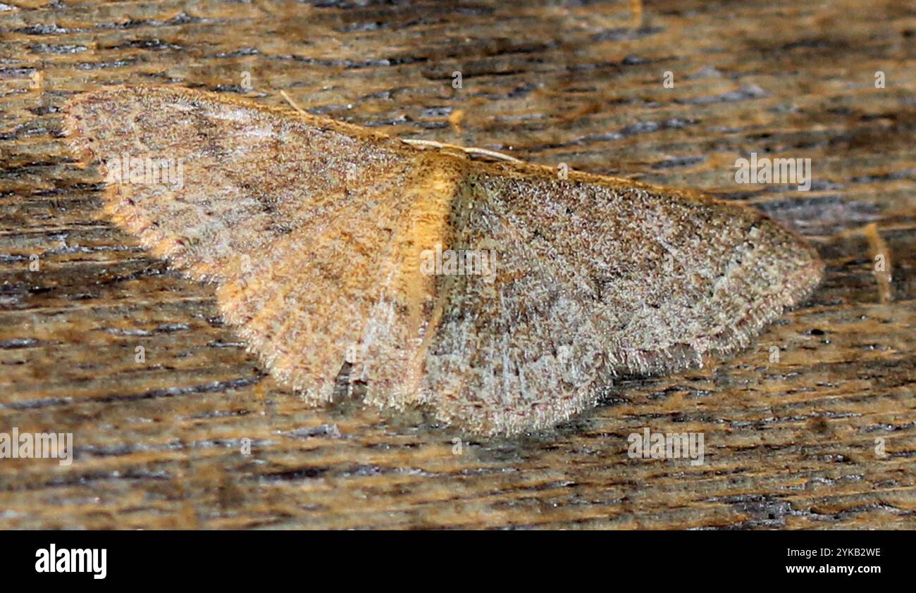 Common Tan Wave (Pleuroprucha insulsaria Stock Photo - Alamy