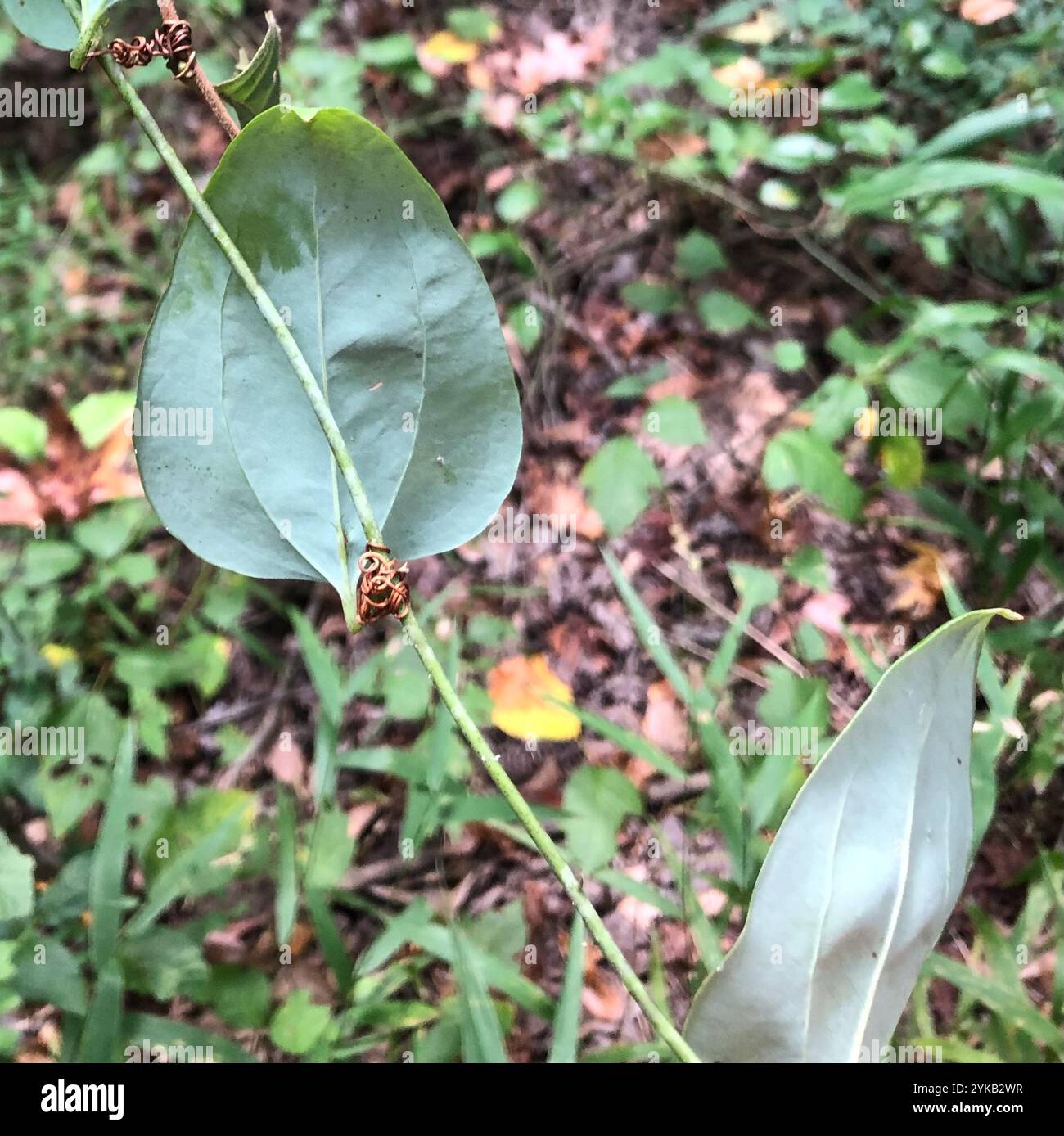 sawbrier (Smilax glauca Stock Photo - Alamy