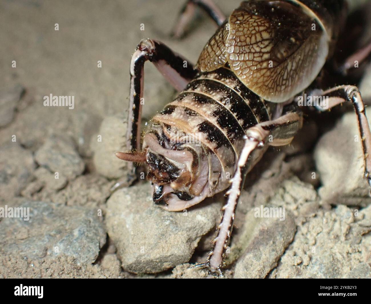 Great Grig (Cyphoderris monstrosa Stock Photo - Alamy