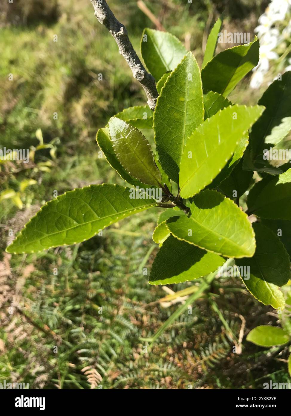 Mahoe melicytus ramiflorus hi-res stock photography and images - Alamy
