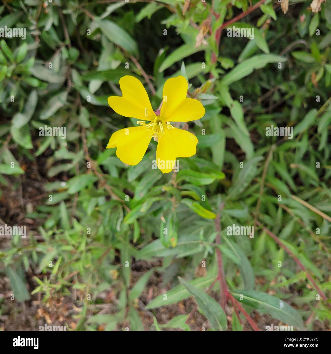 tall evening primrose (Oenothera elata Stock Photo - Alamy