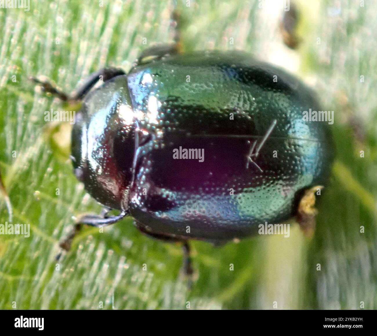 Willow Leaf Beetle (Plagiodera versicolora Stock Photo - Alamy