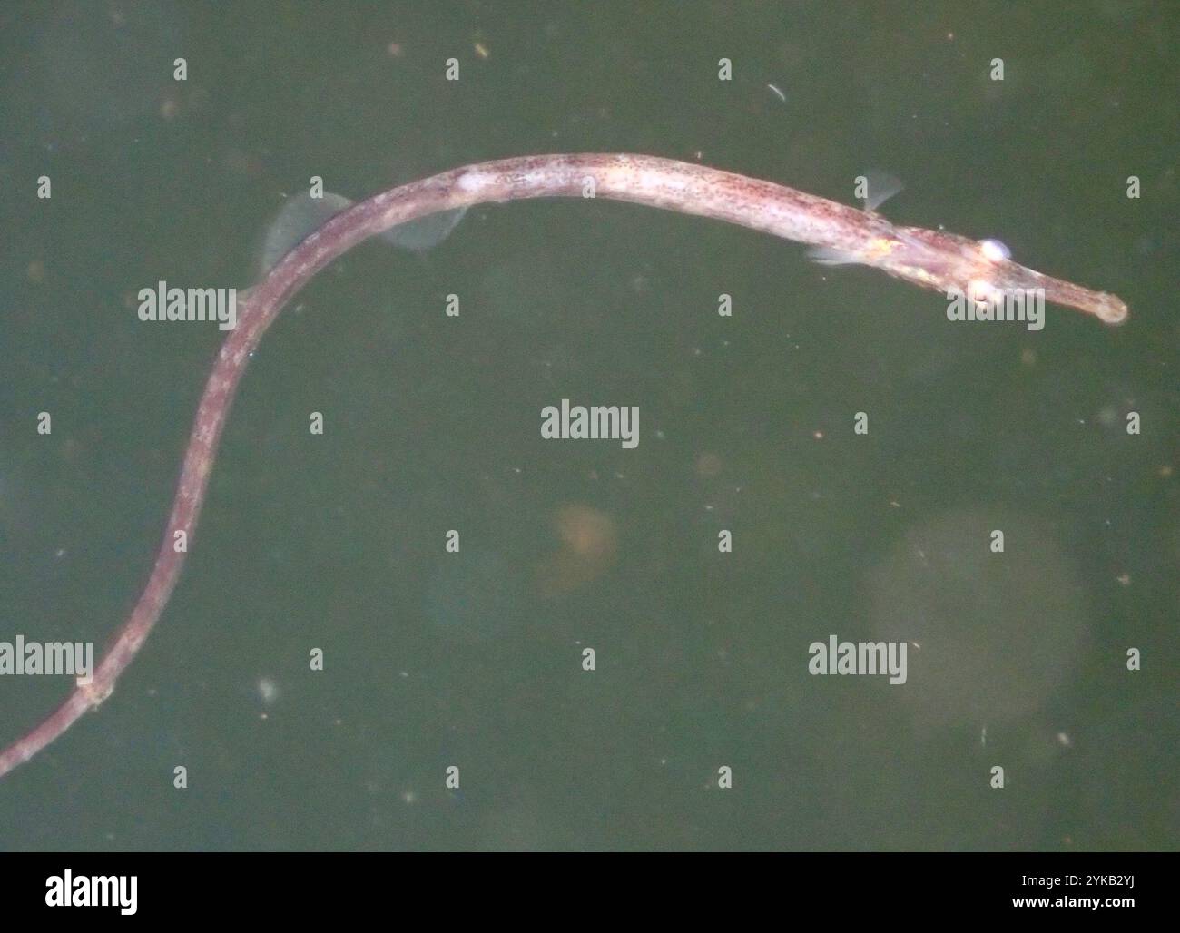 Lesser Pipefish (Syngnathus rostellatus Stock Photo - Alamy