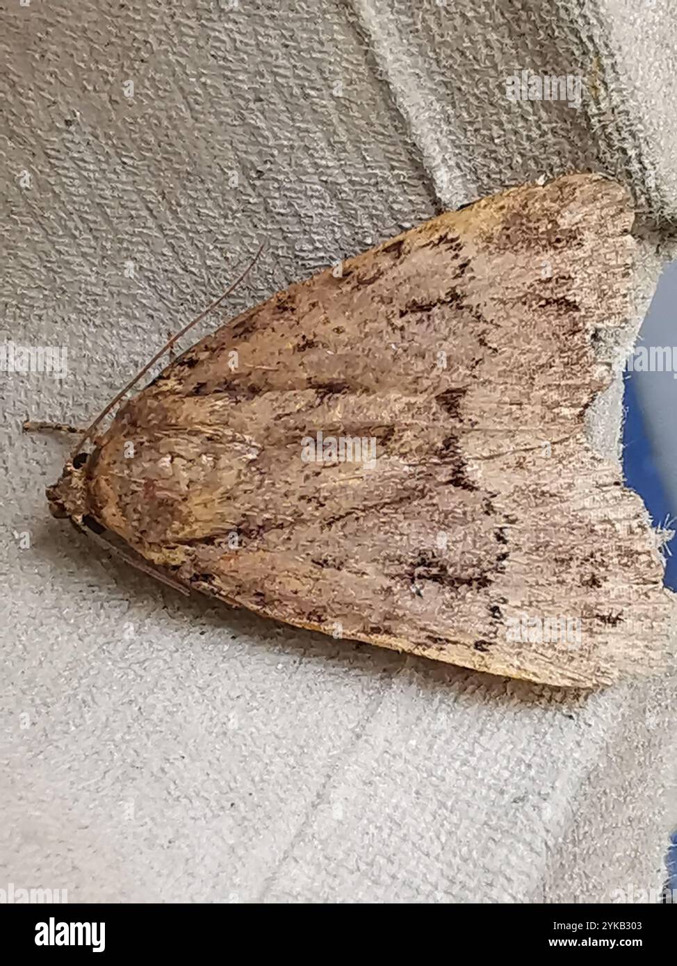 Eurasian copper underwing hi-res stock photography and images - Alamy