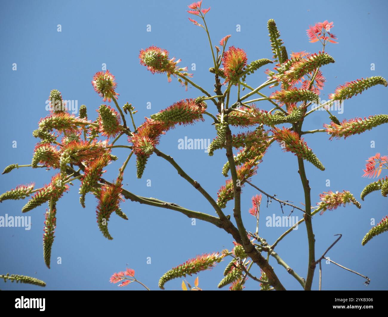 Acrocarpus fraxinifolius hi-res stock photography and images - Alamy