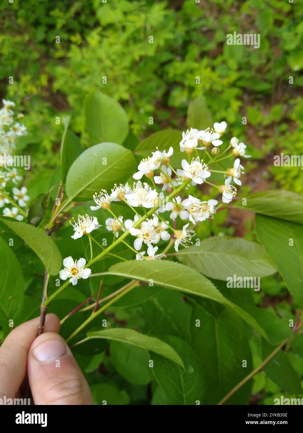 chokecherry (Prunus virginiana Stock Photo - Alamy