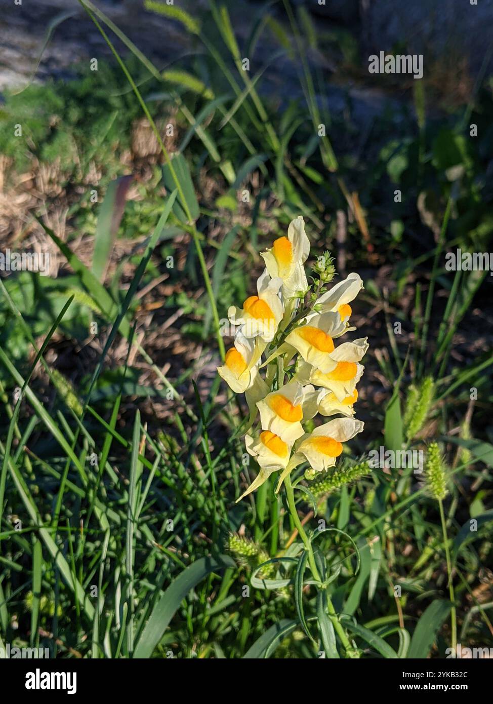 common toadflax (Linaria vulgaris Stock Photo - Alamy