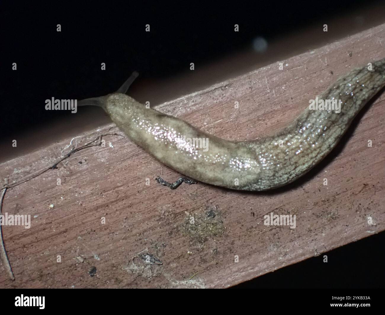 Common Land Snails and Slugs (Stylommatophora Stock Photo - Alamy