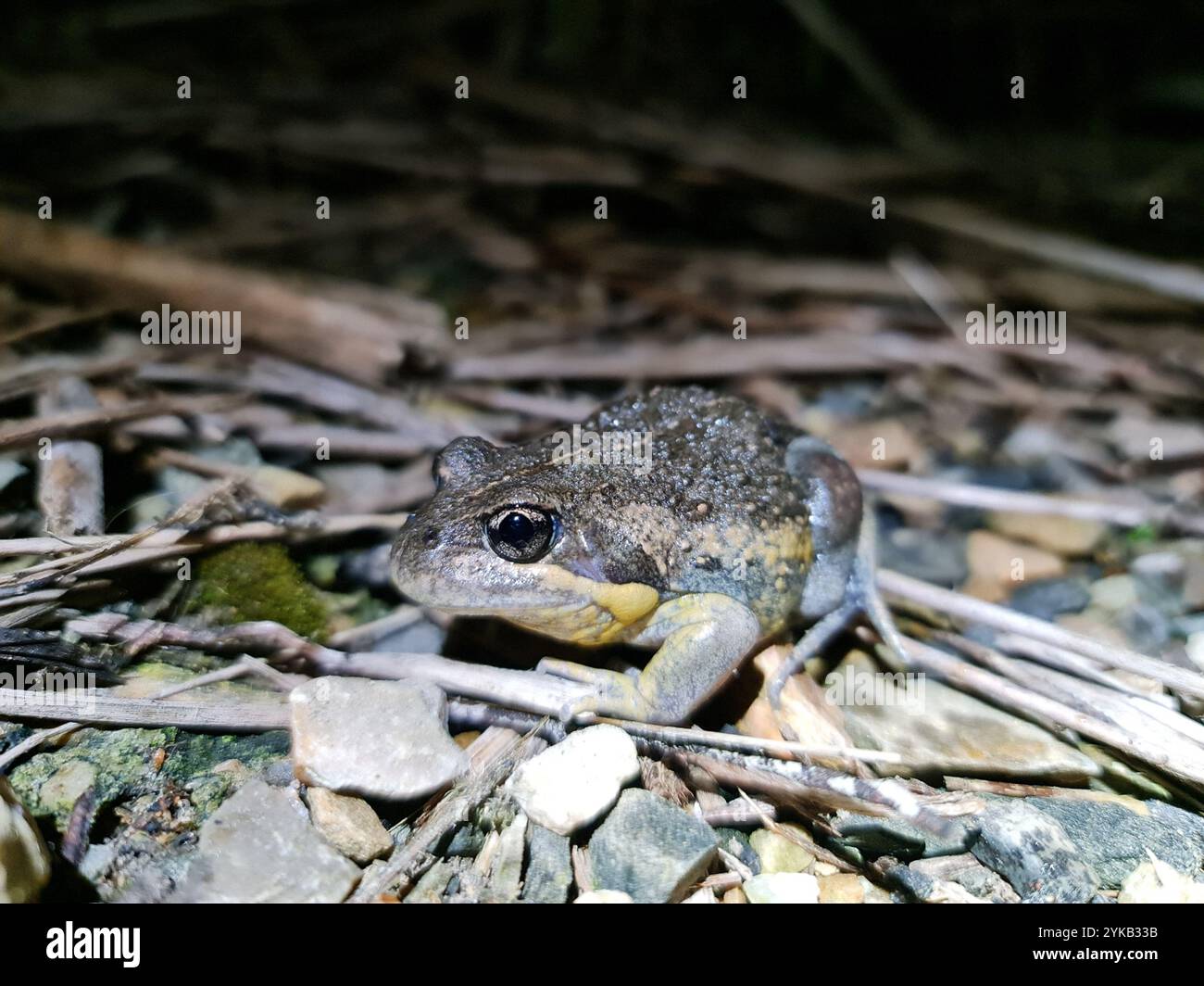 Eastern Banjo Frog (Limnodynastes dumerilii Stock Photo - Alamy