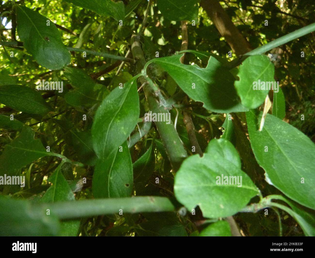 Spindle (Euonymus europaeus Stock Photo - Alamy