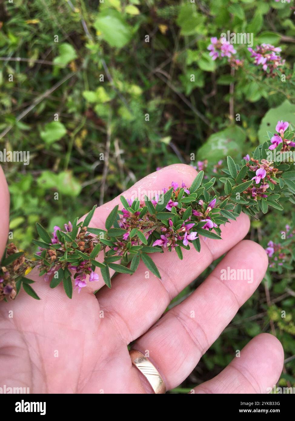 slender bush clover (Lespedeza virginica Stock Photo - Alamy