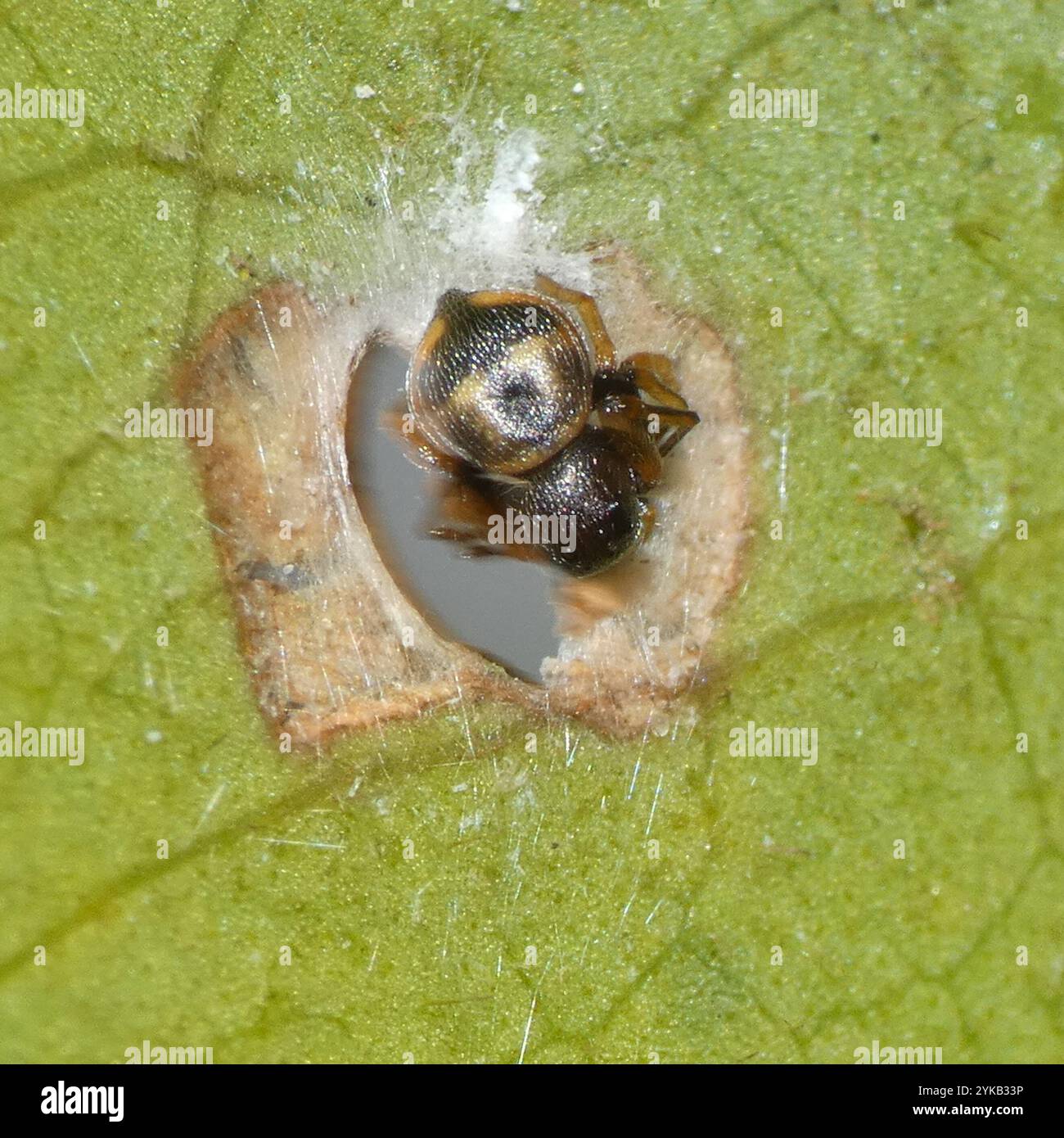 Beetle crab spiders (Mystaria Stock Photo - Alamy