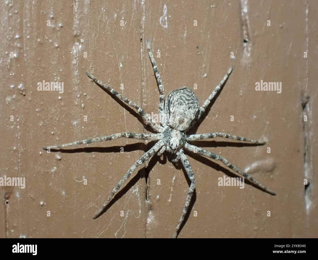 Running Crab Spiders (Philodromus Stock Photo - Alamy