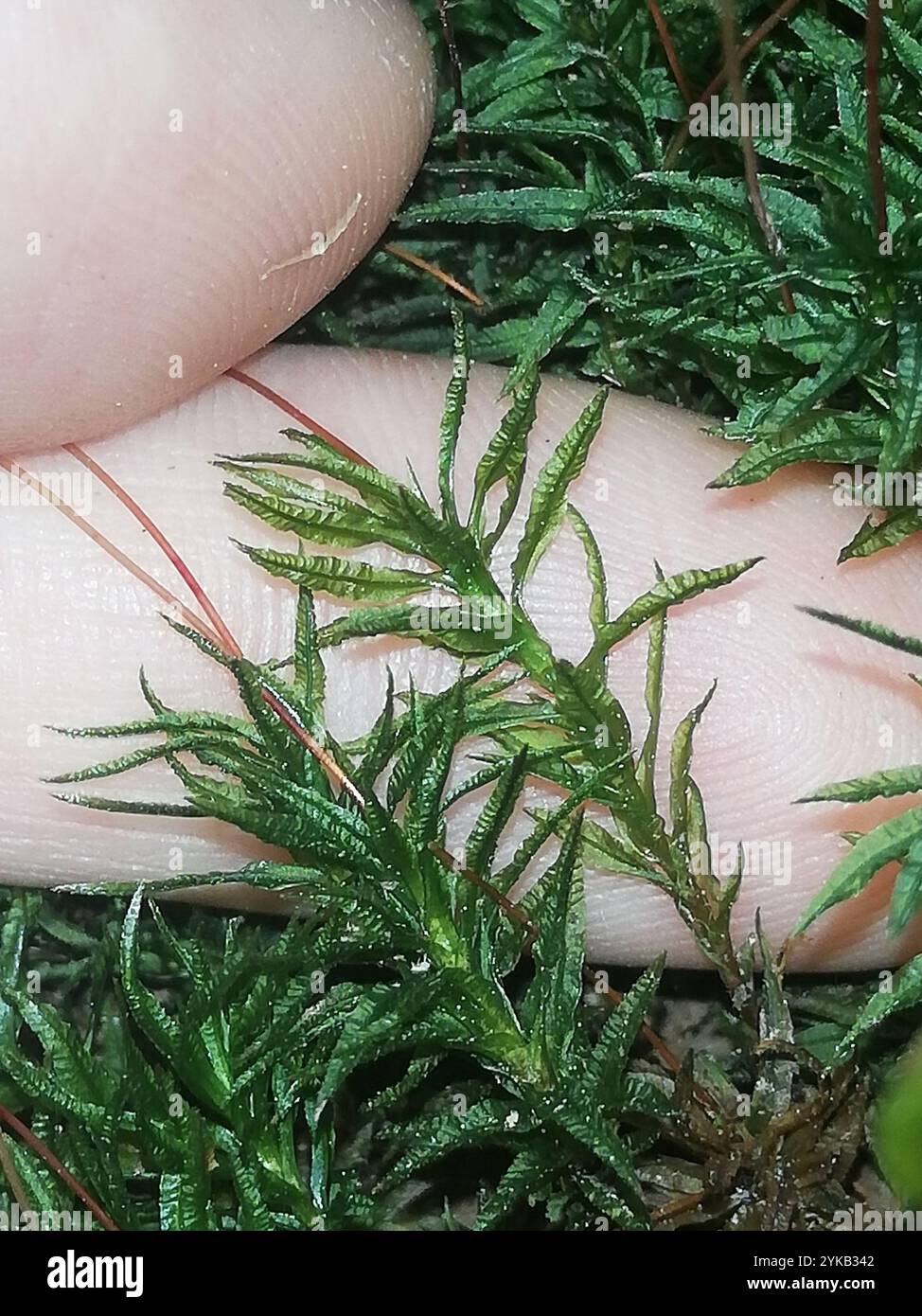 Catherine's moss (Atrichum undulatum Stock Photo - Alamy