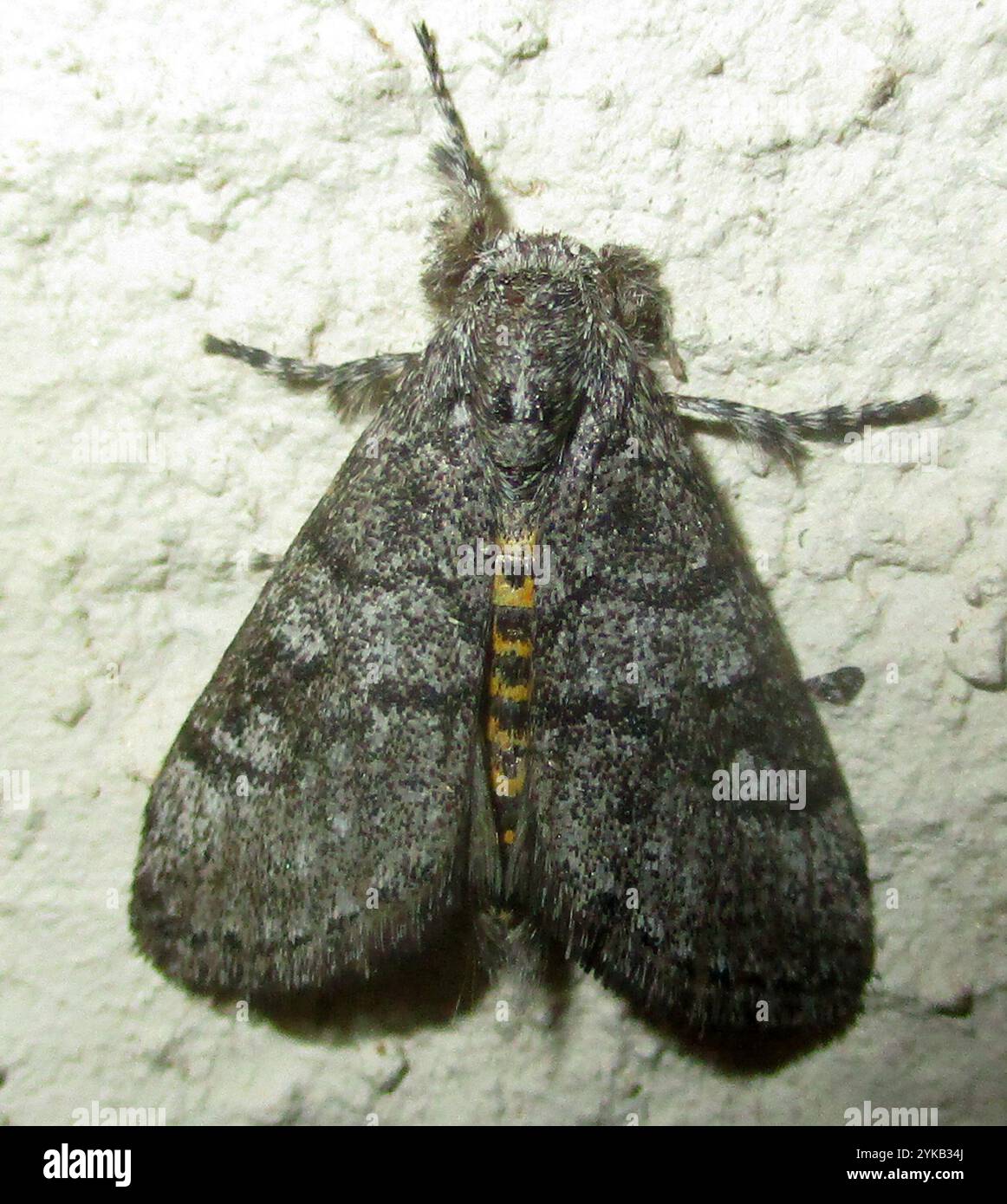 Tussock Moths (Lymantriinae Stock Photo - Alamy