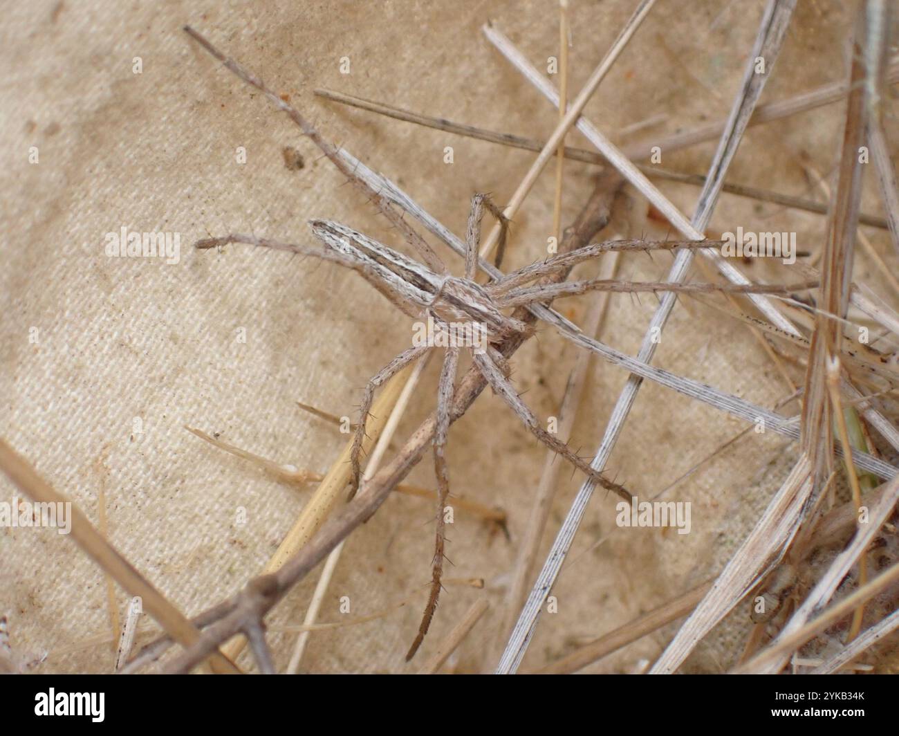 Slender Crab Spiders (Tibellus Stock Photo - Alamy