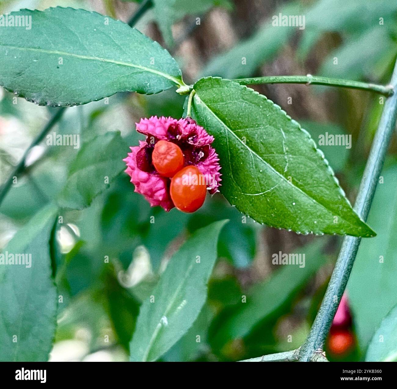 Euonymus americanus hi-res stock photography and images - Alamy