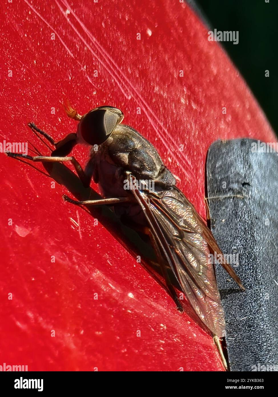 True Horse Flies (Tabanus Stock Photo - Alamy