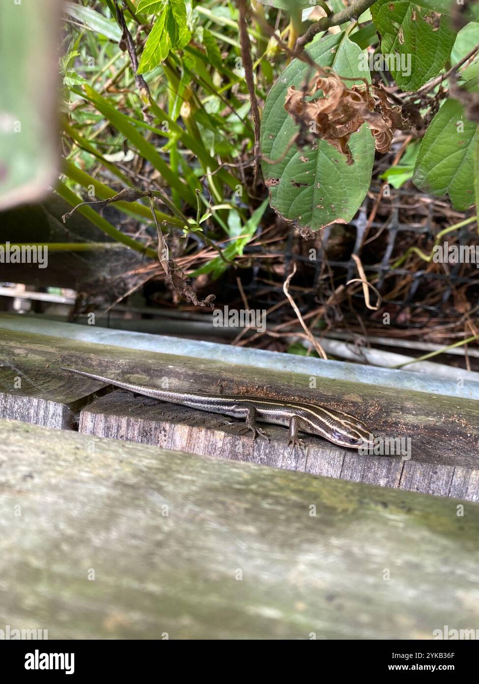 Common Five-lined Skink (Plestiodon fasciatus Stock Photo - Alamy