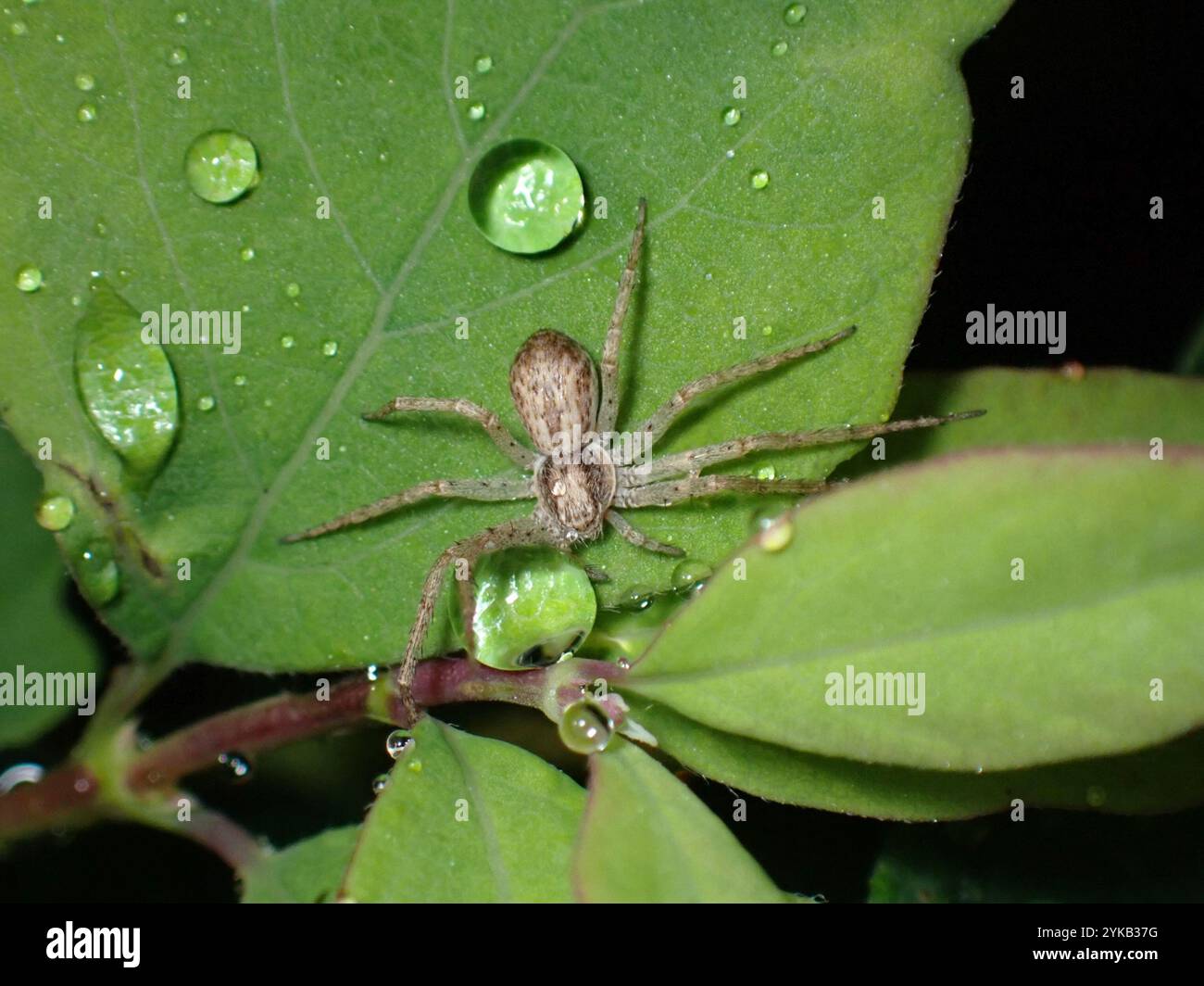 Running Crab Spiders (Philodromus Stock Photo - Alamy