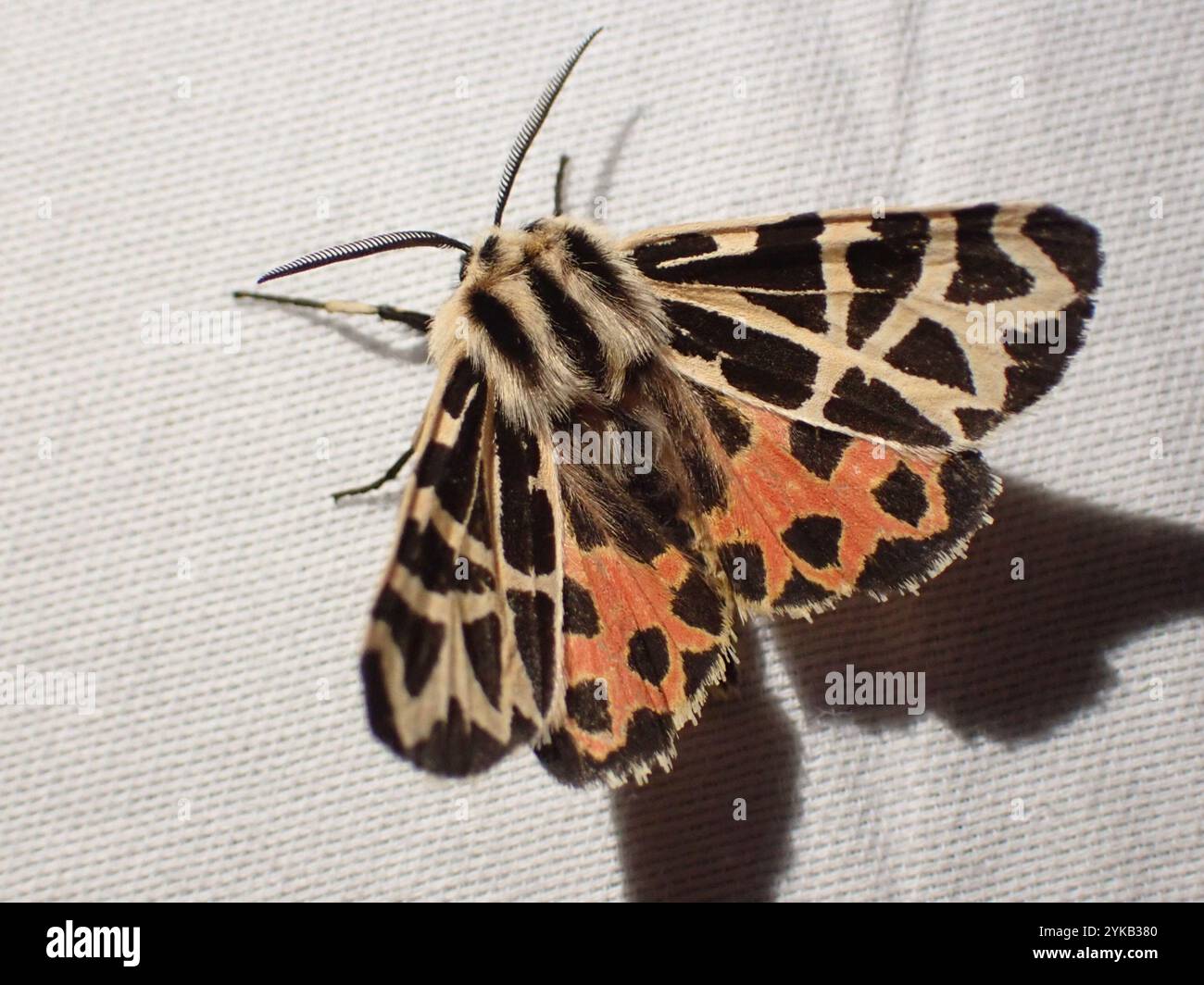 Ornate Tiger Moth (Apantesis ornata Stock Photo - Alamy