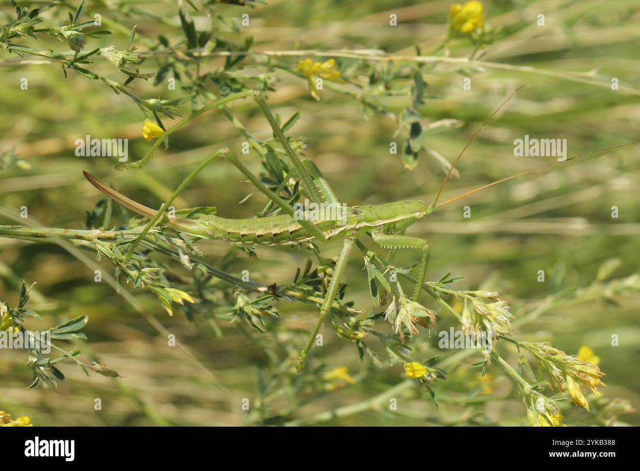 Predatory Bush-cricket (Saga pedo Stock Photo - Alamy