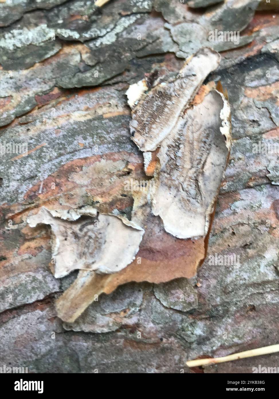 Smoky polypore (Bjerkandera adusta Stock Photo - Alamy