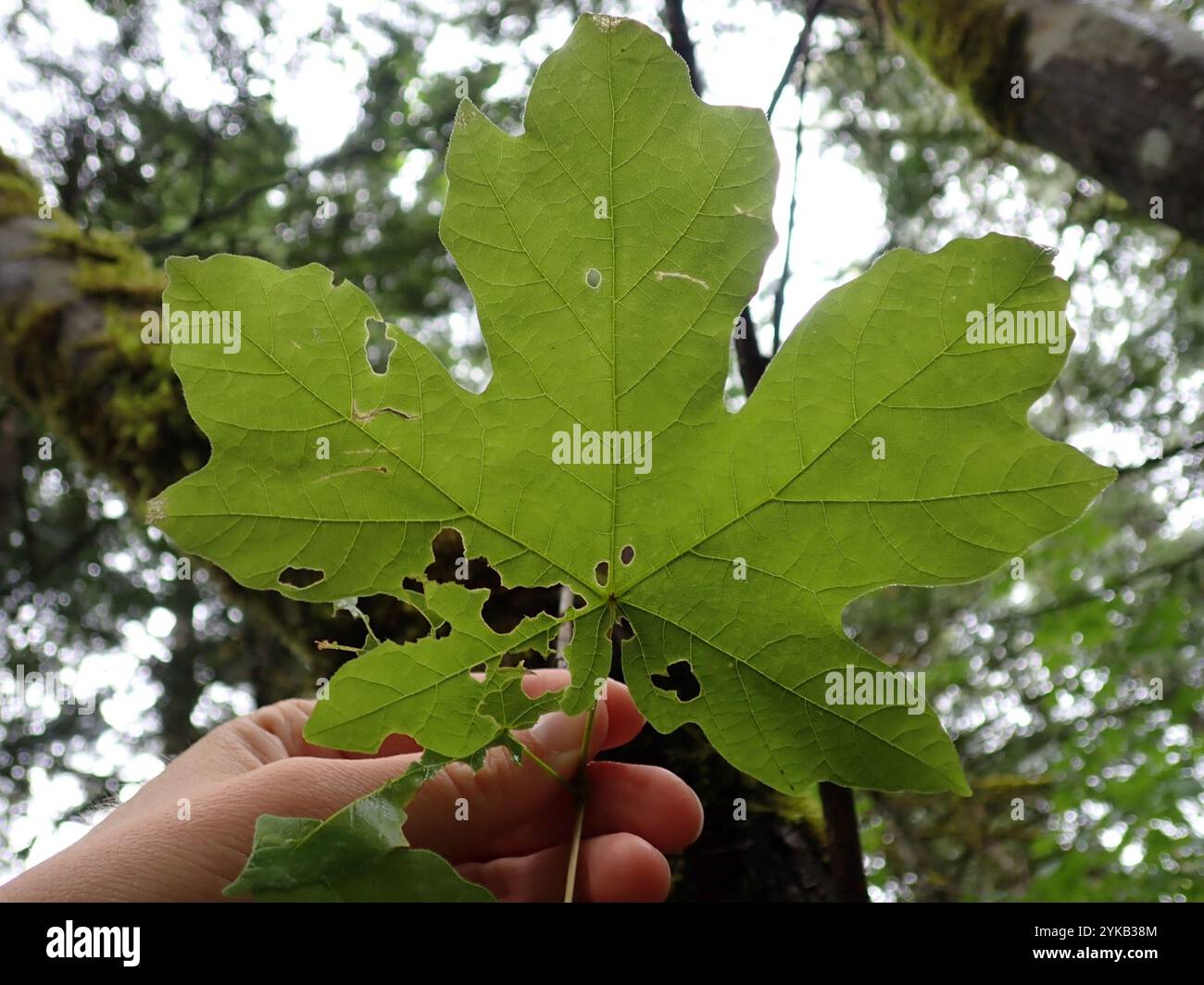 bigleaf maple (Acer macrophyllum Stock Photo - Alamy