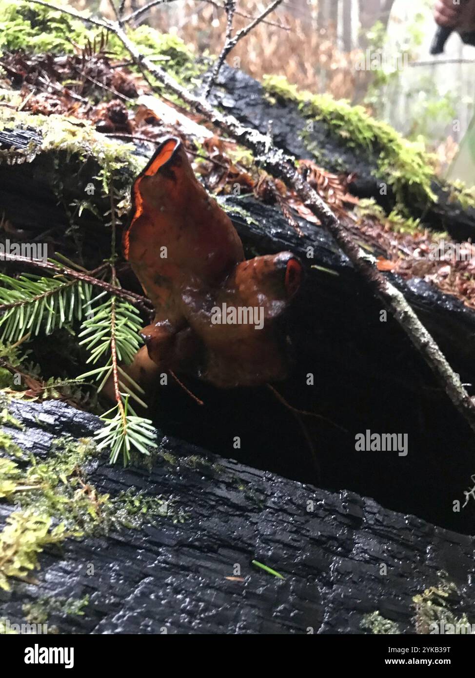 Saddle-shaped False Morel (Gyromitra infula Stock Photo - Alamy