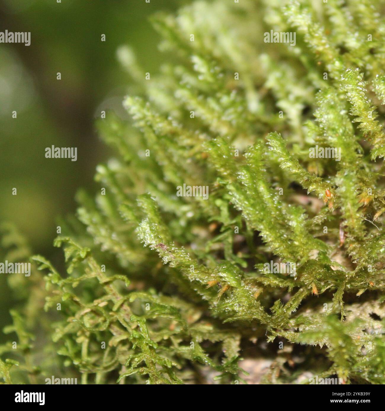 Neckera pennata hi-res stock photography and images - Alamy