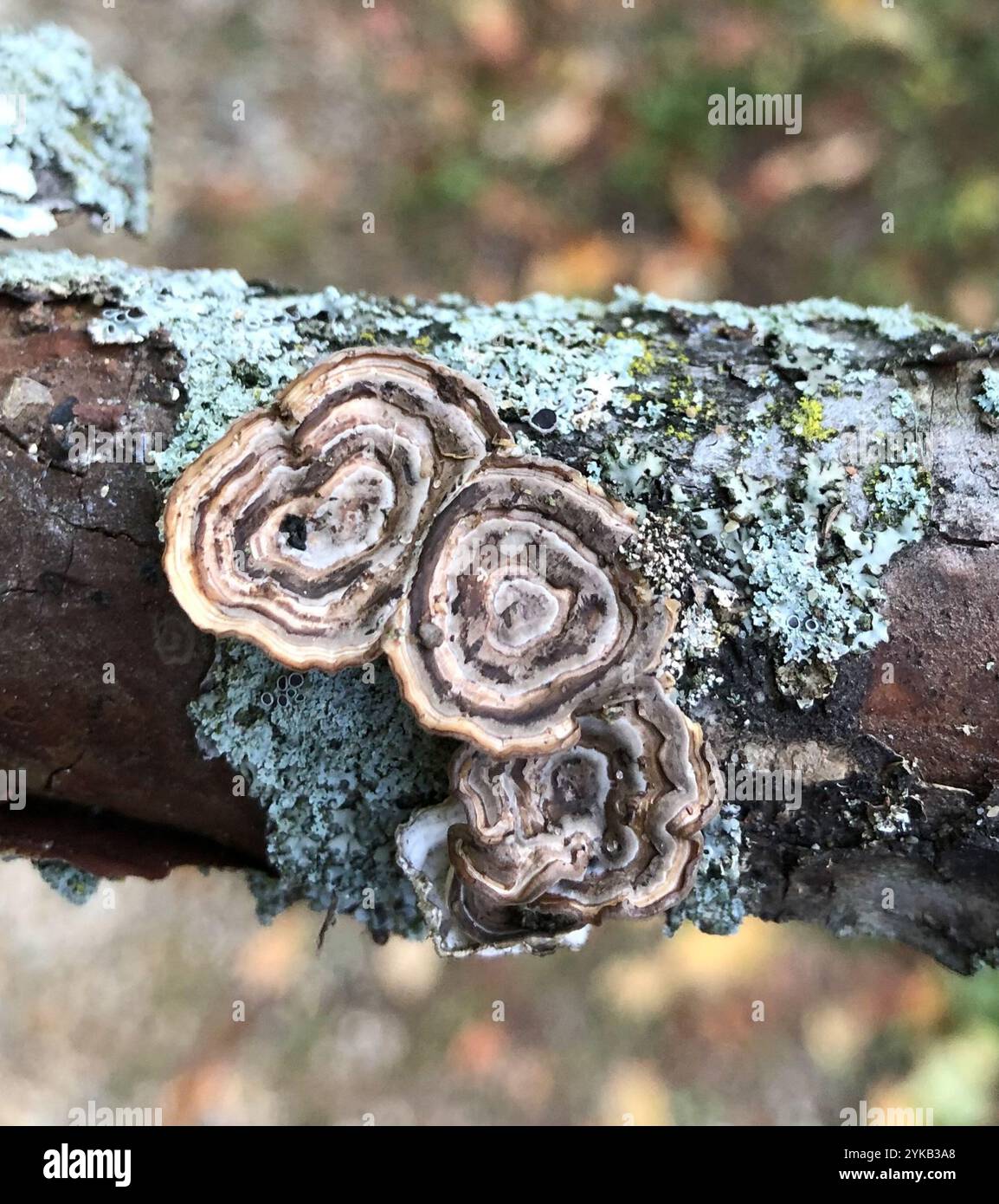 little nest polypore (Trametes conchifer Stock Photo - Alamy