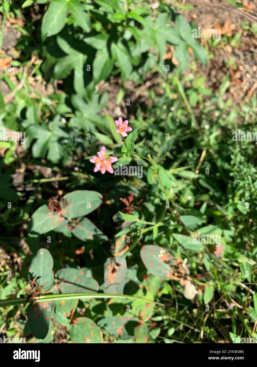 arrow-leaved tearthumb (Persicaria sagittata Stock Photo - Alamy