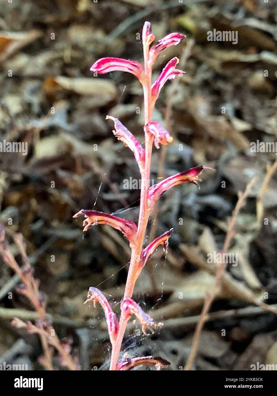 Beechdrops (Epifagus virginiana Stock Photo - Alamy