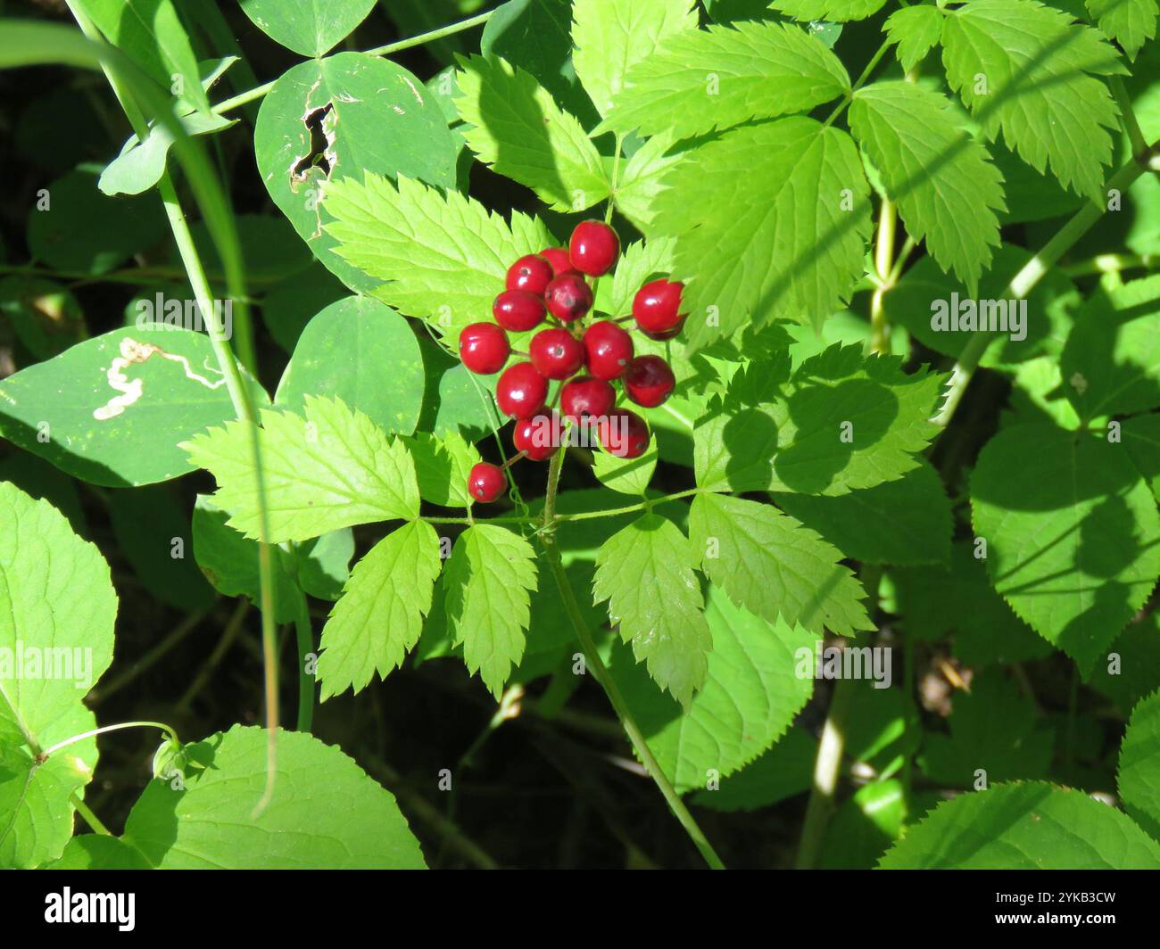 red baneberry (Actaea rubra Stock Photo - Alamy