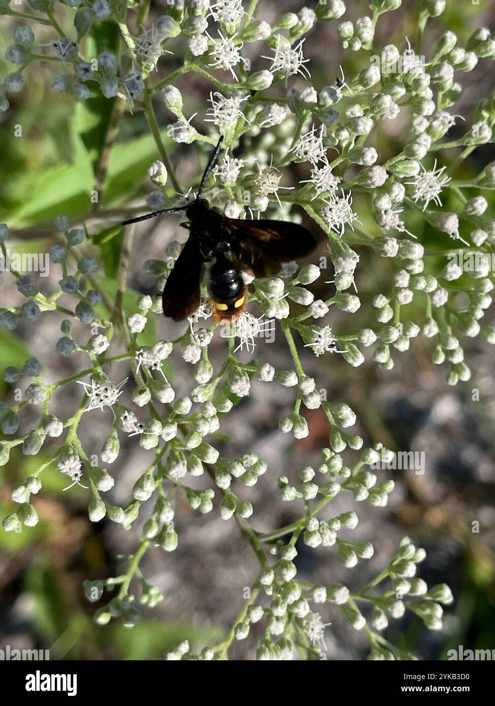 Two-spotted Scoliid Wasp (Scolia dubia dubia Stock Photo - Alamy