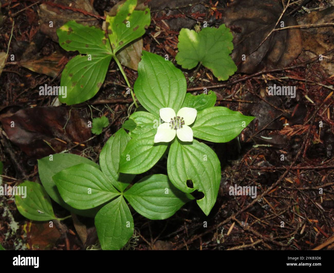 Western Bunchberry (Cornus unalaschkensis Stock Photo - Alamy