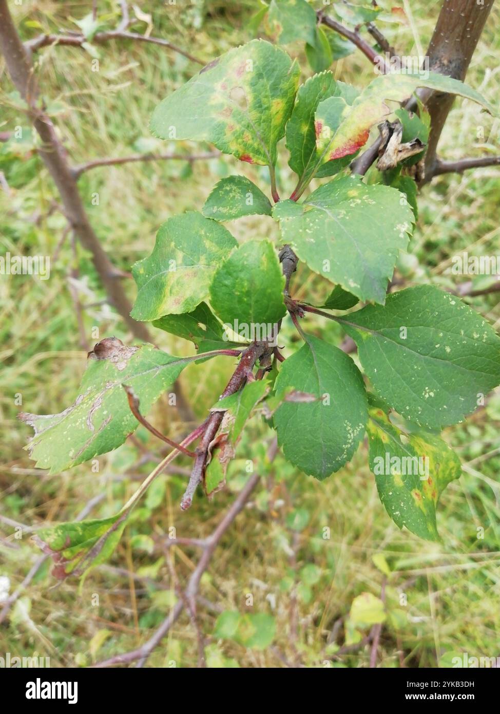 Siberian crabapple (Malus baccata Stock Photo - Alamy