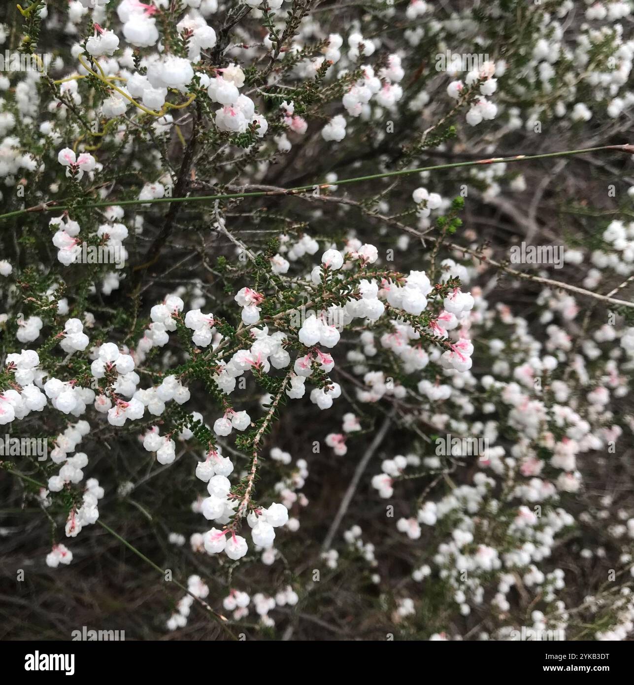 Erica formosa hi-res stock photography and images - Alamy